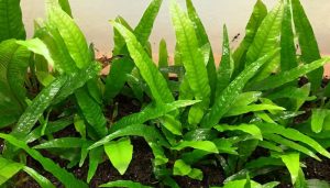 How To Deal With Black Spots On Java Fern [Prevention & Cure]