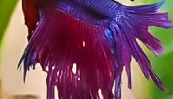 Holes In Betta Fins: Reasons, Treatment and Precautions