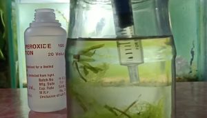 African Dwarf Frog Fungal Infection Treatment [Effective Methods]