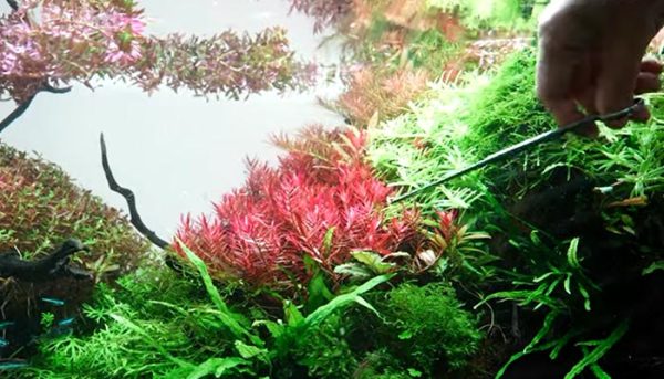 Why Aquarium Plant Roots Growing Everywhere [3 Reasons]
