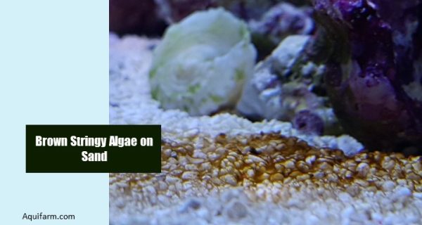 Brown Stringy Algae on Sand-Remove It Without Any Hassle