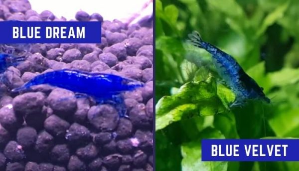 Blue Dream Vs Blue Velvet Shrimp: Know The Differences