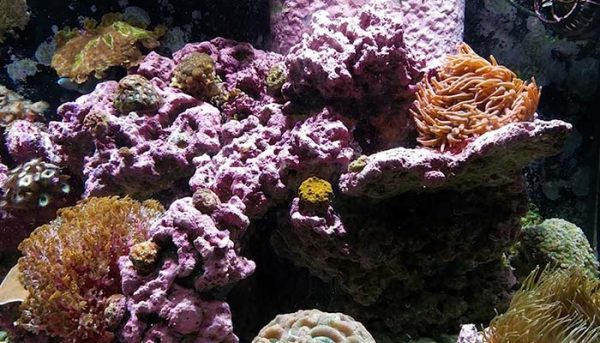 5 Reasons Why the Coralline Algae Turning White [Solution]