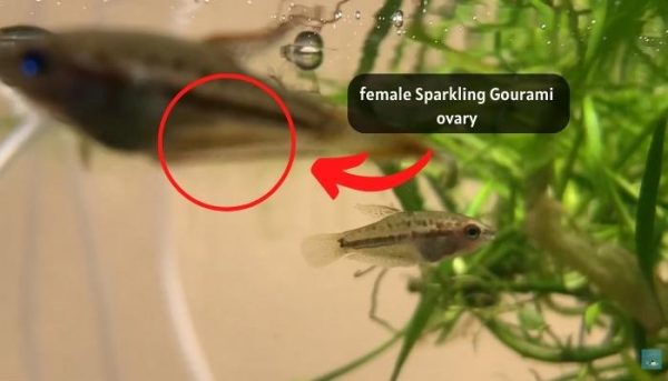 Sparkling Gourami Male Vs Female: Recognize for Breeding