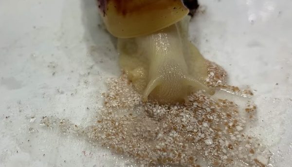 7 Reasons Why Mystery Snail Shell Turning Clear [Solution]