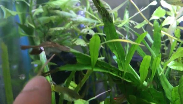 5 Reasons For Java Fern Turning BLack -Troubleshooting