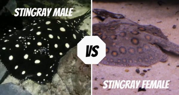 Stingray Male Vs Female: Know The Differences To Breed