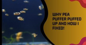 Why Pea Puffer Puffed Up And How I Fixed!
