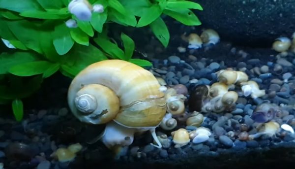 Mystery Snail Hanging Out of Shell- Causes and Solution