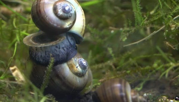 Mystery Snail Hanging Out of Shell- Causes and Solution