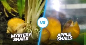 Mystery Snails vs Apple Snails- Learn to Choose One for Your Aquarium