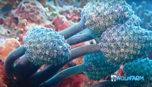 How to Clean Coral From The Beach for Reef Preservation