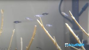 Molly Fish Growth Chart: An A-Z Manual To Grow Them Faster