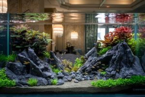 13 Freshwater Aquarium Ideas for Every Enthusiast